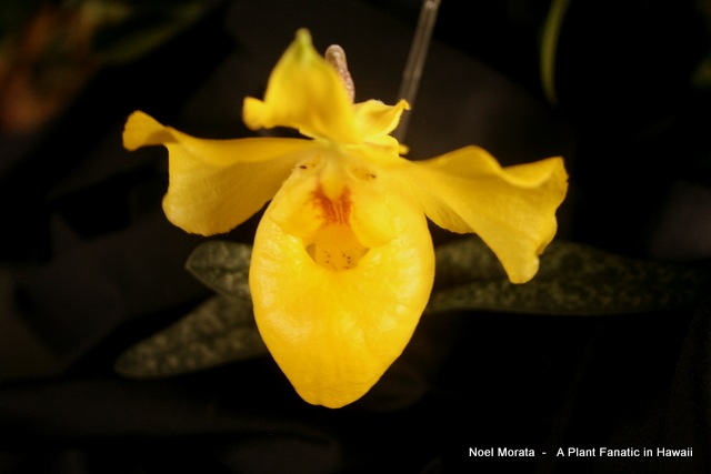 A Plant Fanatic In Hawaii: Orchid Mania